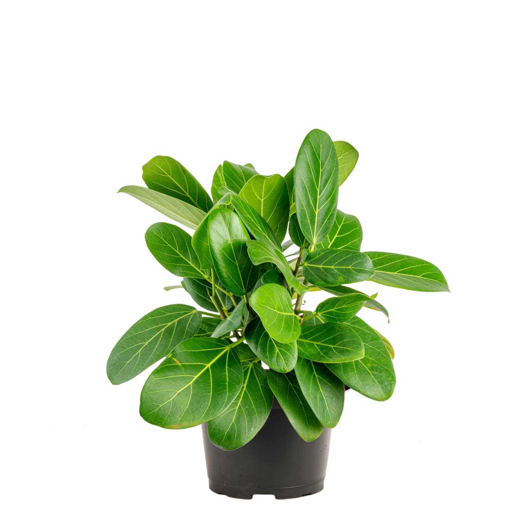 Costa Farms 12" Tall, Ficus Grower's Choice Bright Indirect Sunlight ...
