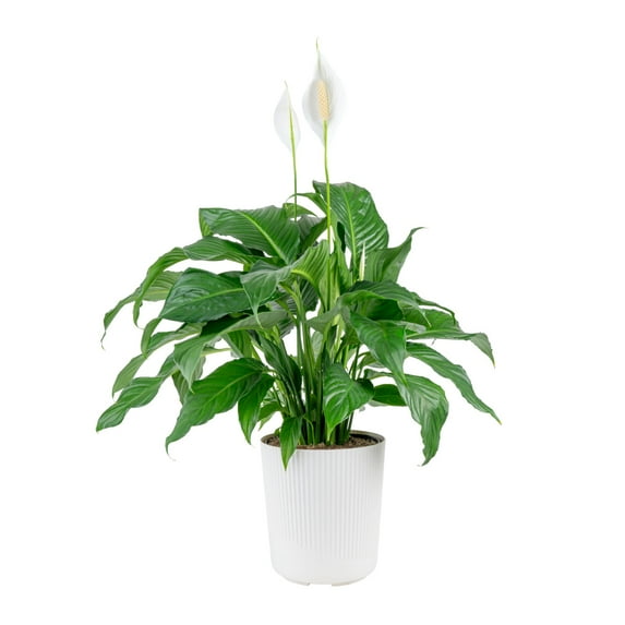 Costa Farms 12-18" Tall Spath, Peace Lily, Bright Indirect Sunlight ...