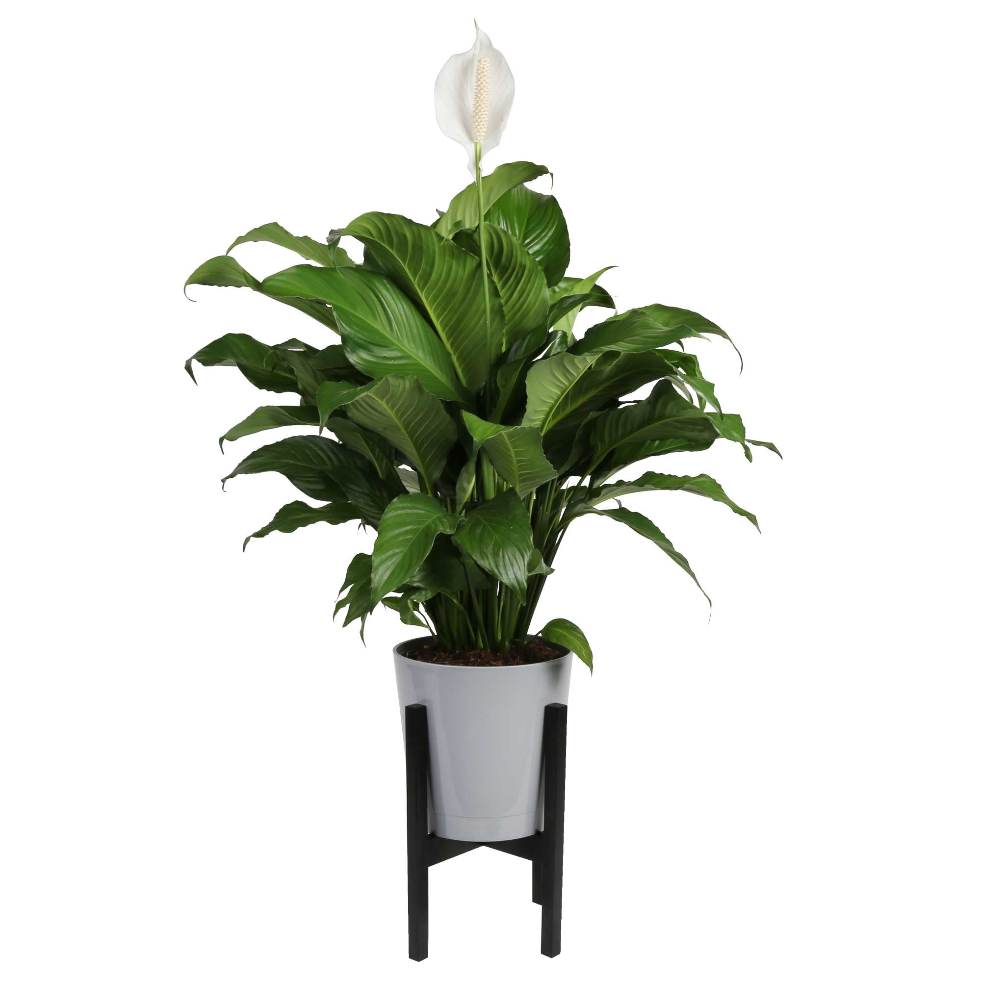 Costa Farms 12-18" Tall Spath, Peace Lily, Bright Indirect Sunlight ...