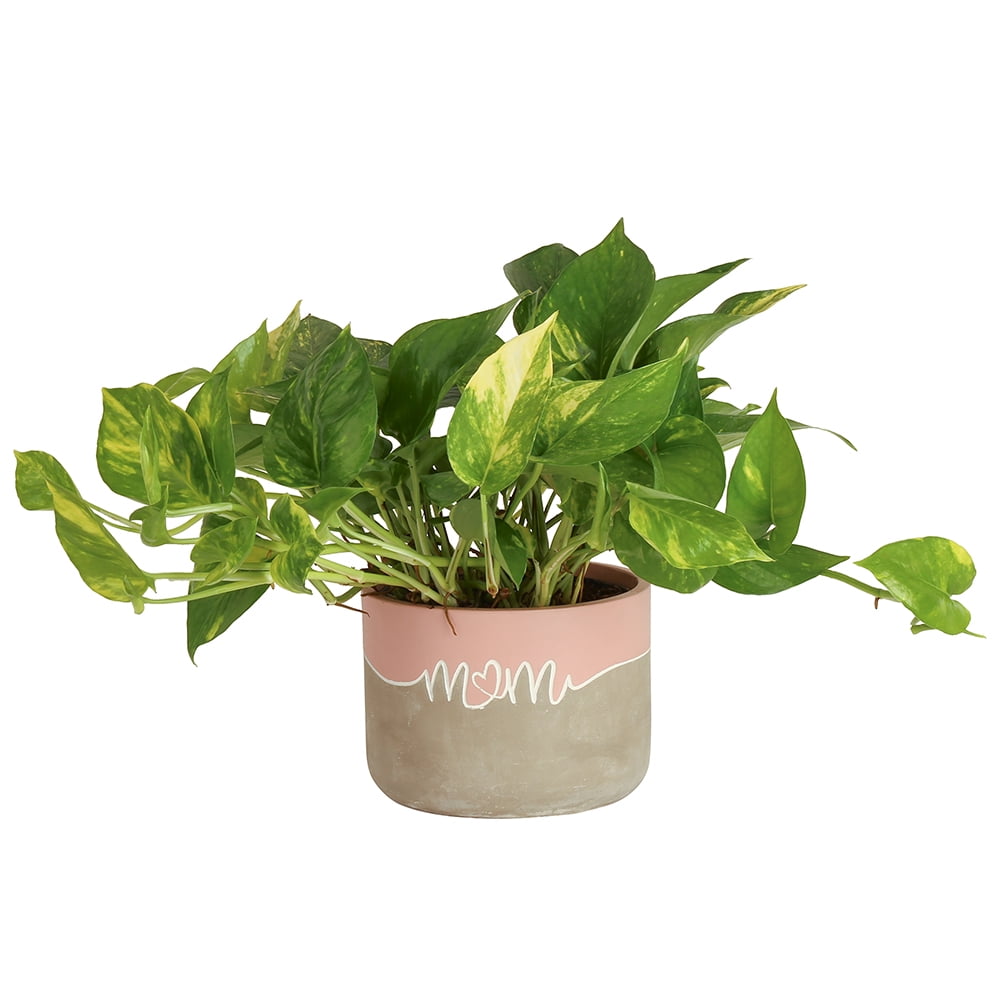 Costa Farms 12" Tall Pothos, Medium Indirect Sunlight, Indoor Live ...