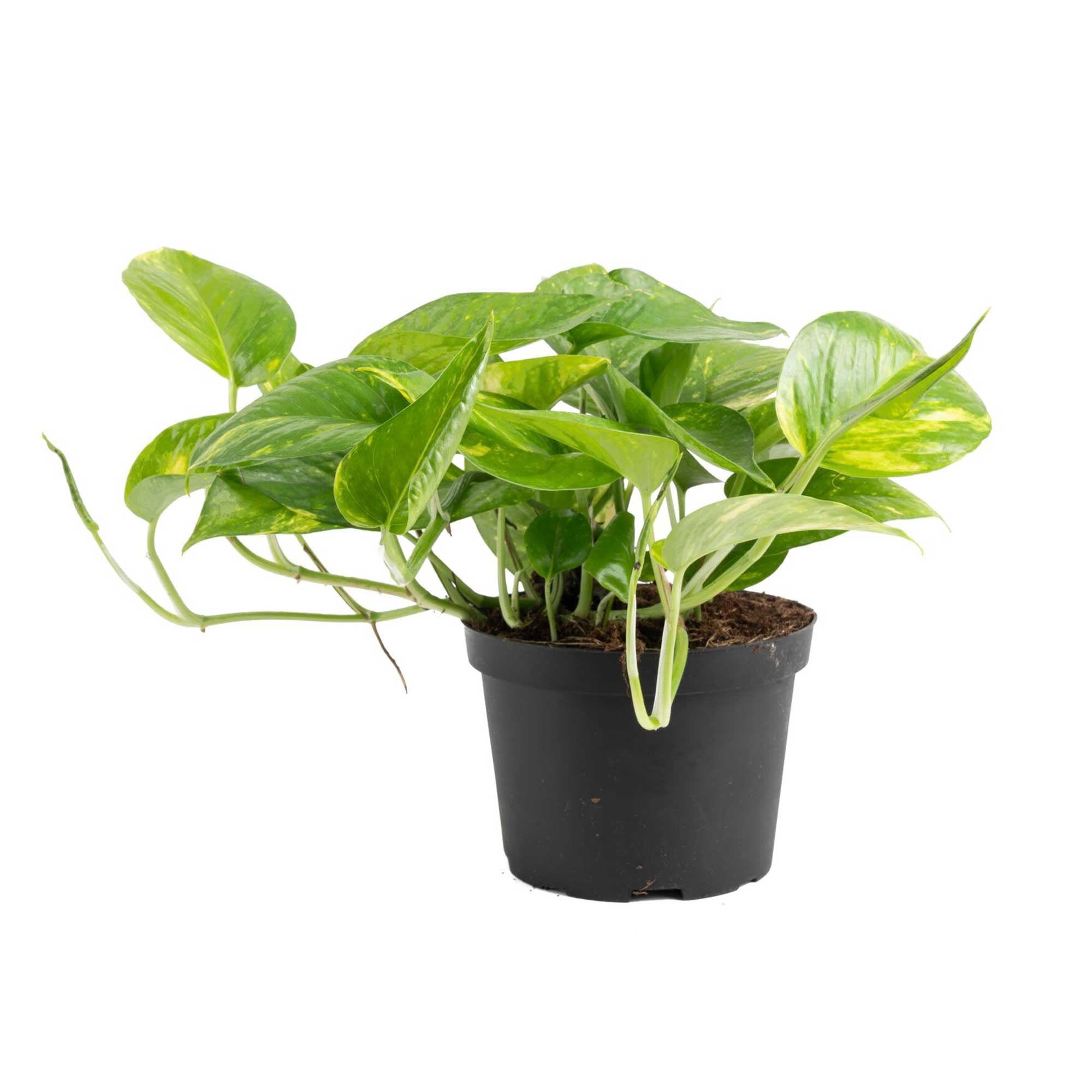Costa Farms 12" Tall Pothos, Brightt Indirect Sunlight, Indoor Live ...