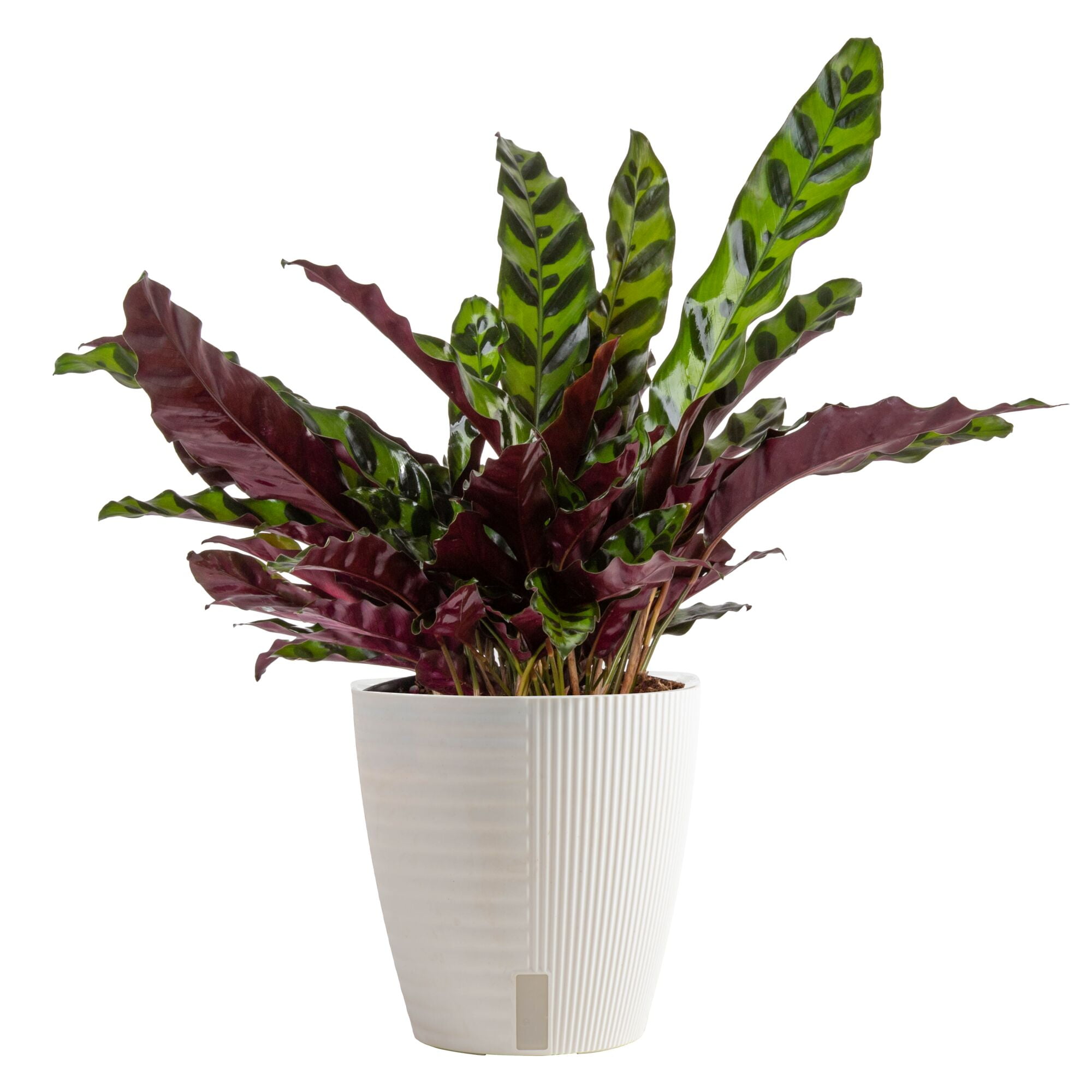 Costa Farms 12" Tall Calathea Rattlesnake, Bright Indirect Sunlight ...