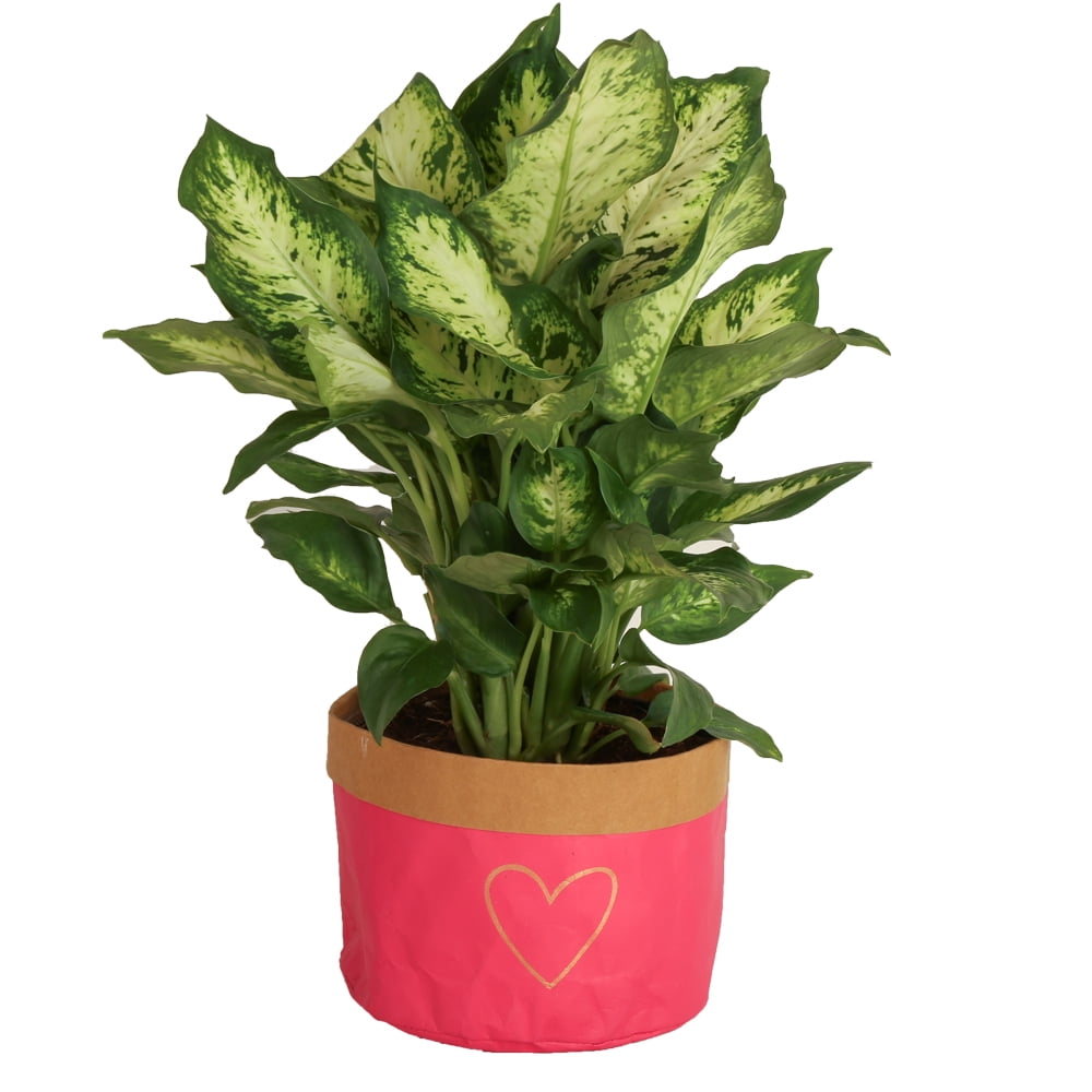 Costa Farms 12" Tall Dieffenbachia, Bright Indirect Sunlight, Indoor ...