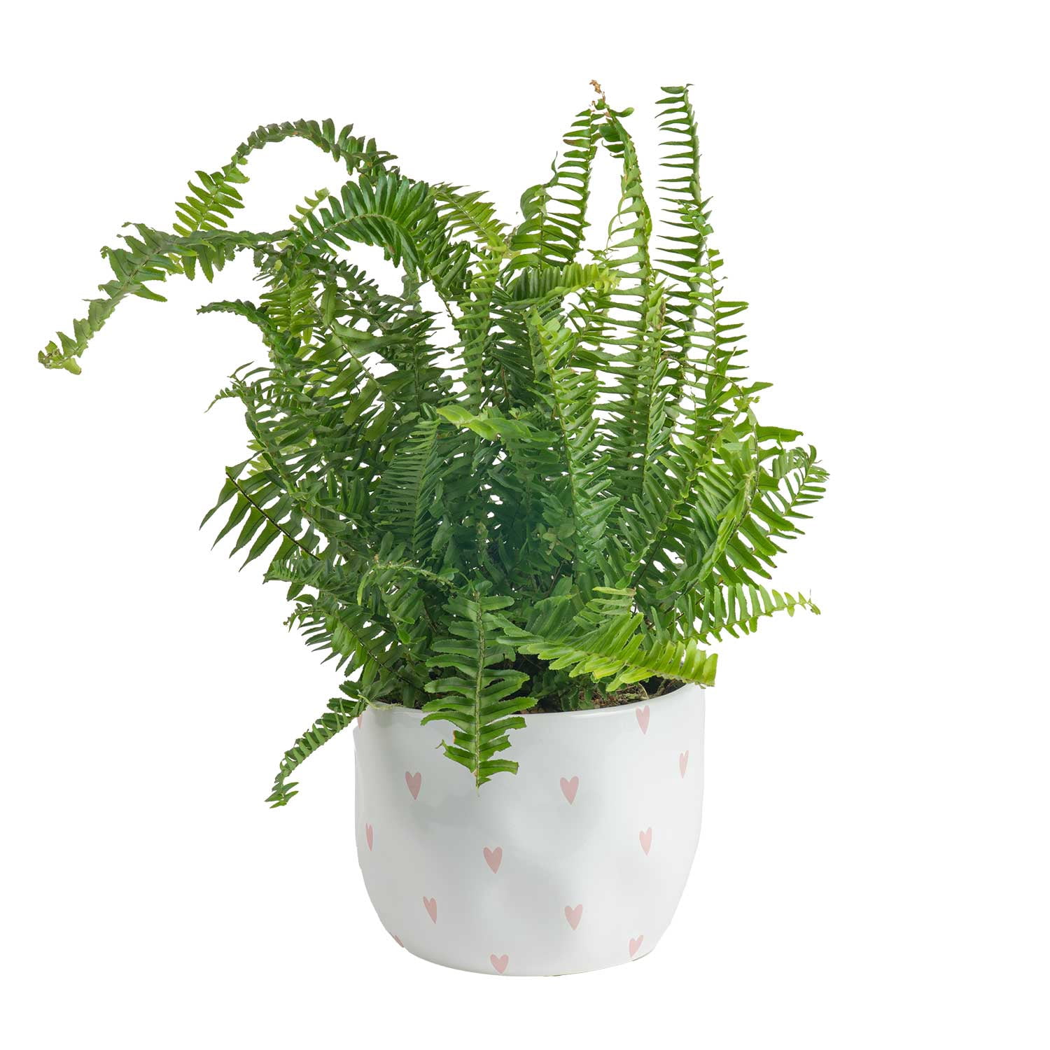 Costa Farms 12" Tall Kimberly Fern, Bright Indirect Sunlight, Indoor ...