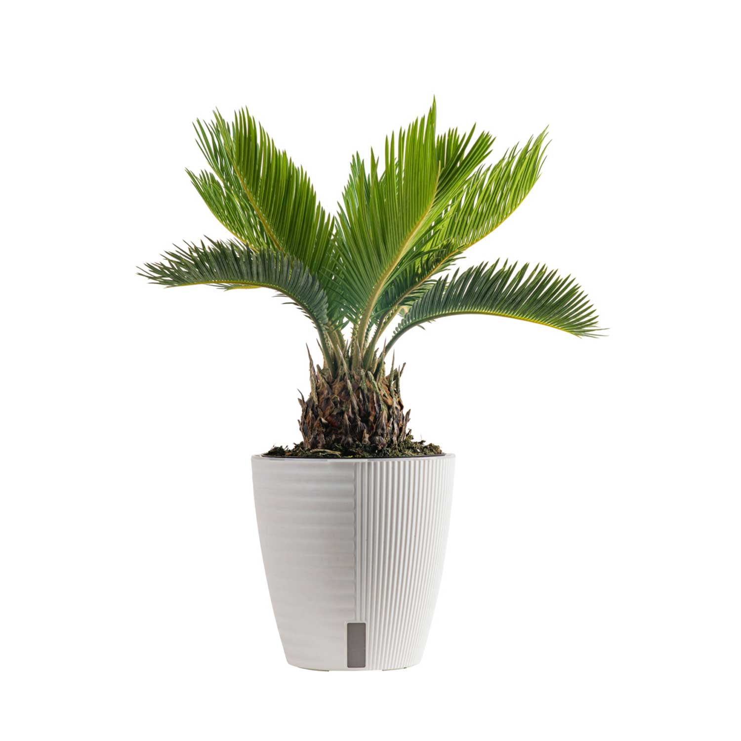 Costa Farms 12" Tall Sago Palm Bright Indirect Sunlight, Indoor Live ...
