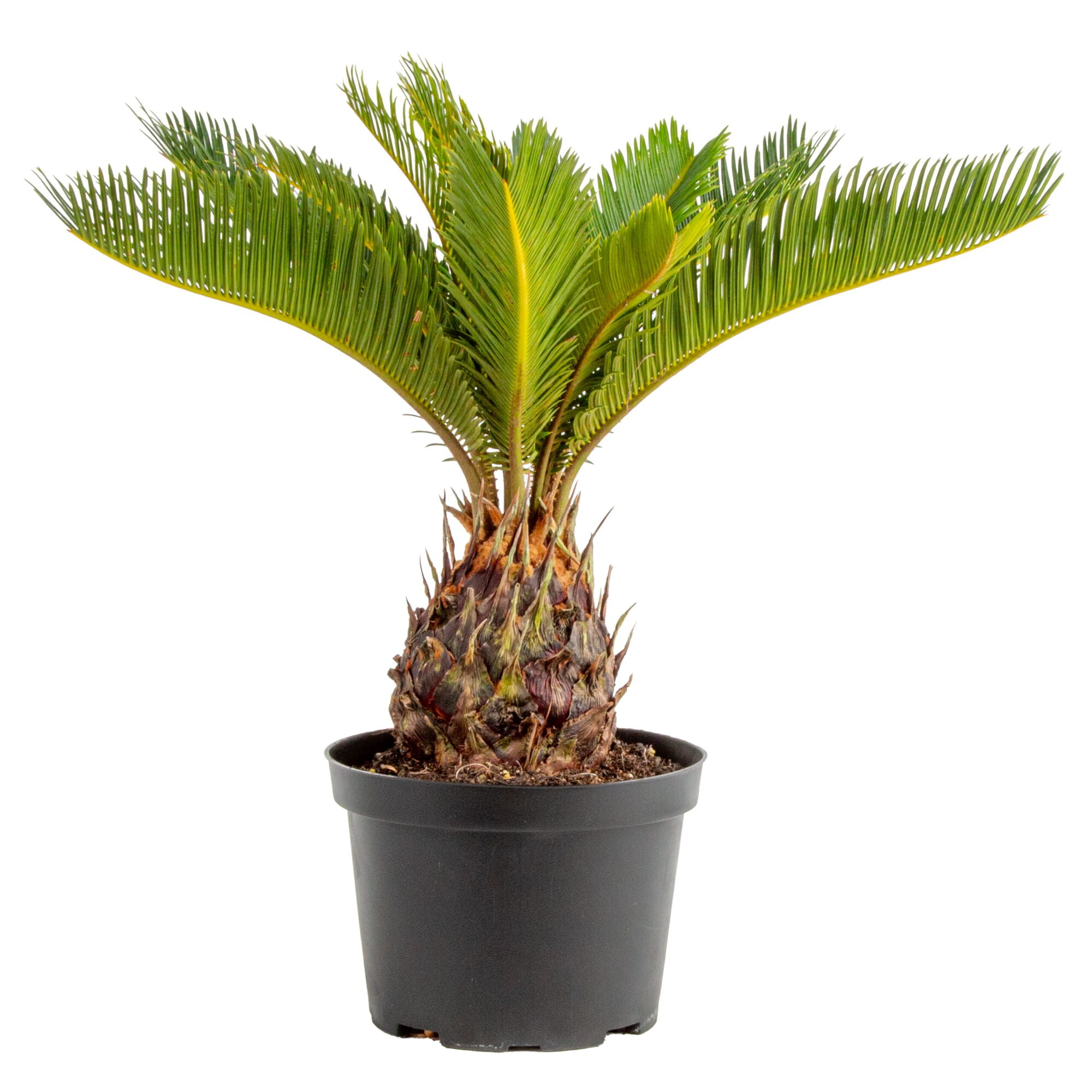 Costa Farms 12" Tall Sago Palm Bright Indirect Sunlight, Indoor Live ...