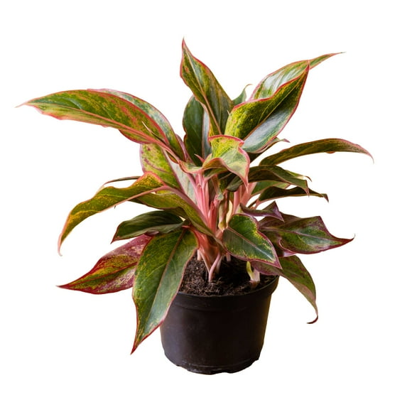 Chinese Evergreens Indoor Plants