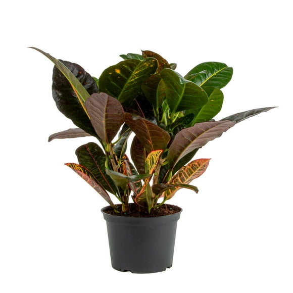 Costa Farms in Indoor Plants - Walmart.com