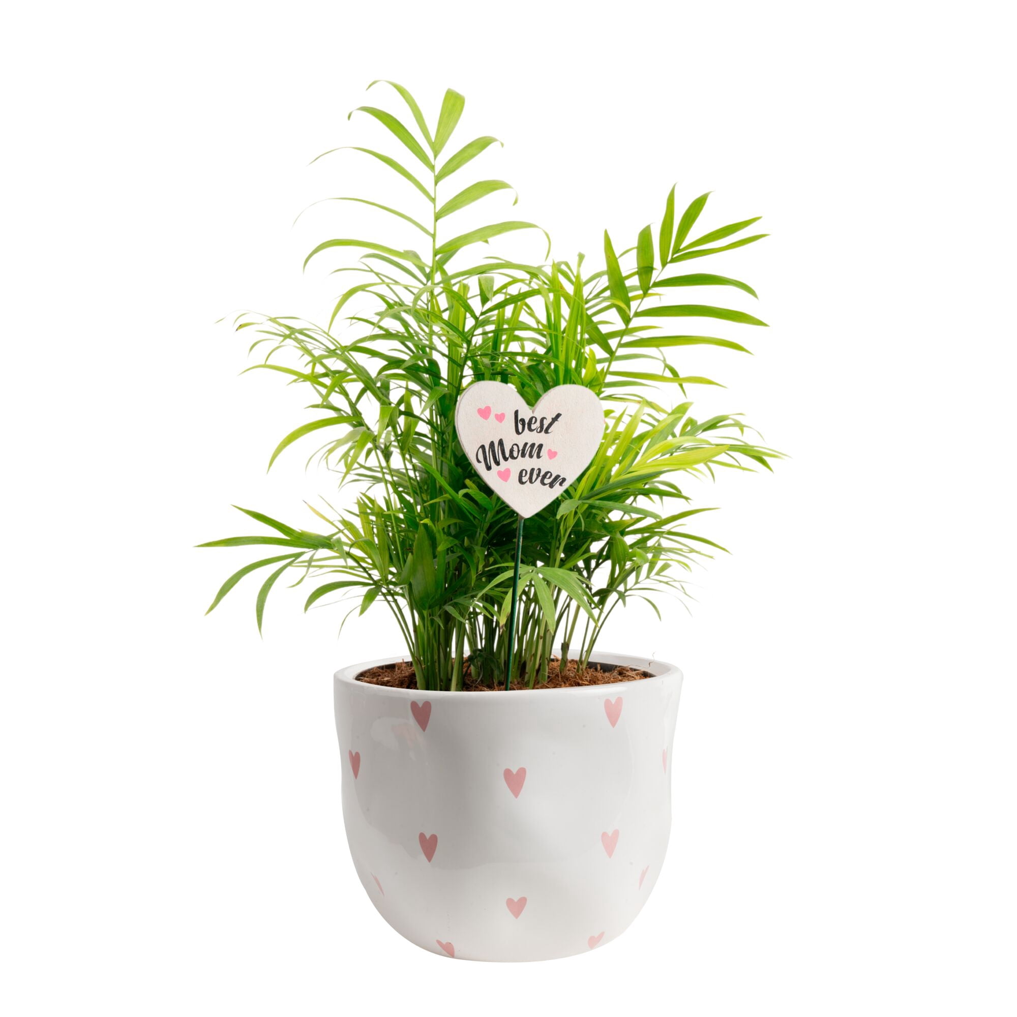 Costa Farms 14" Tall Neanthebella Parlor Palm, Bright Indirect Sunlight ...