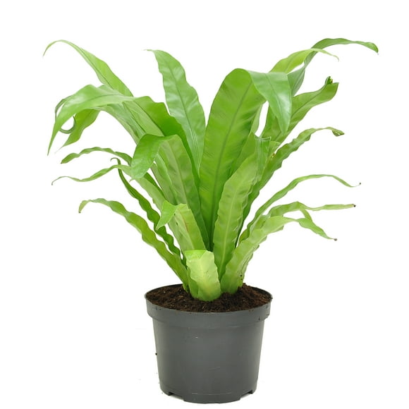 Ferns in Indoor Plants - Walmart.com