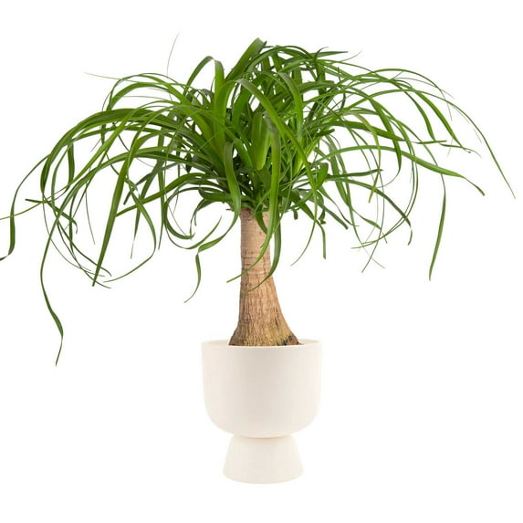 Costa Farms 15" Tall Ponytail Palm, Medium Indirect Sunlight, Indoor ...