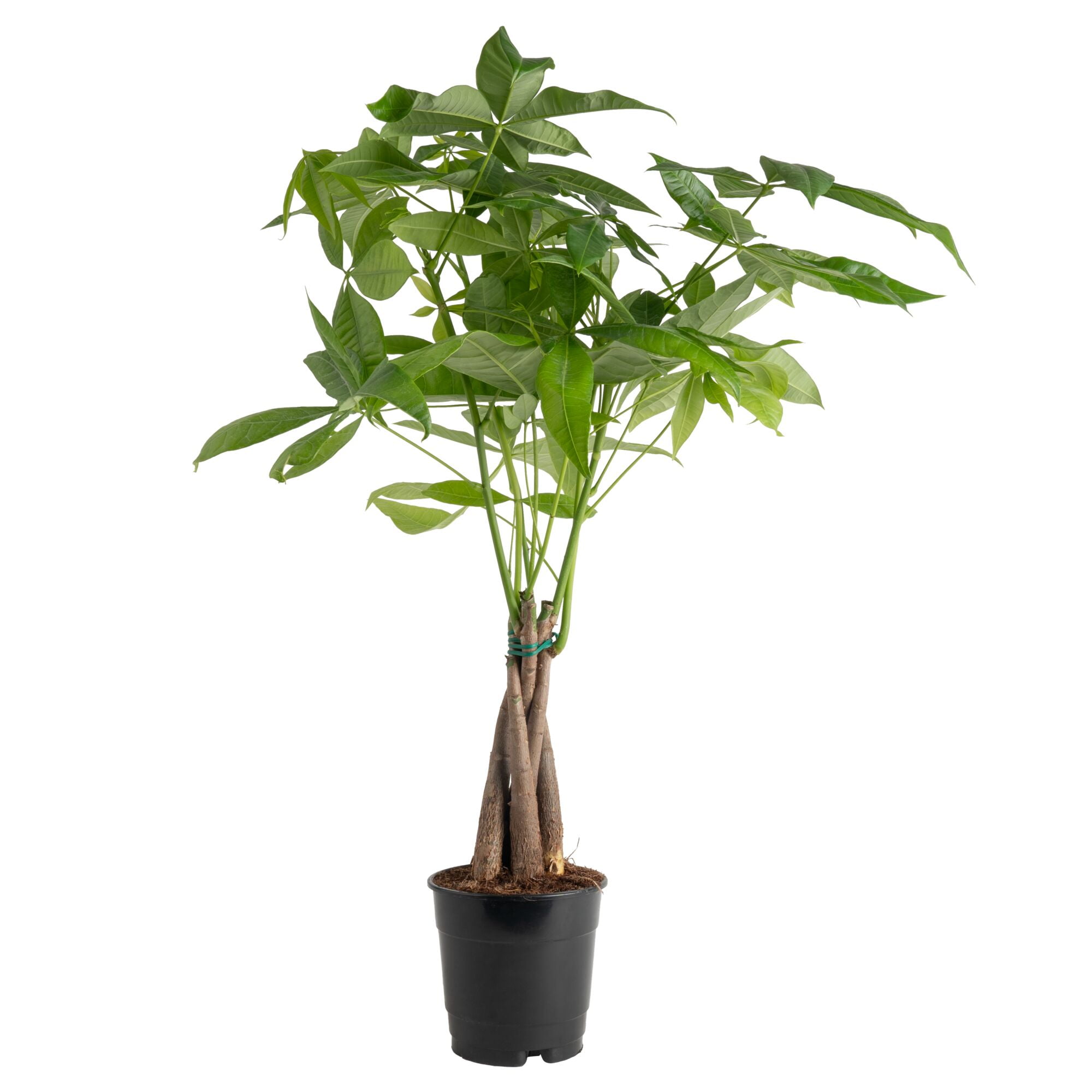 Costa Farms 16" Pachira Braided Money Tree Live House Plants in 5 ...