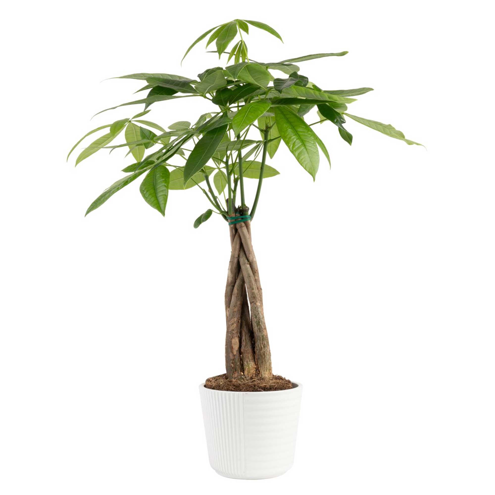 Costa Farms 16" Tall Pachira Braided Money Tree, Medium Indirect ...