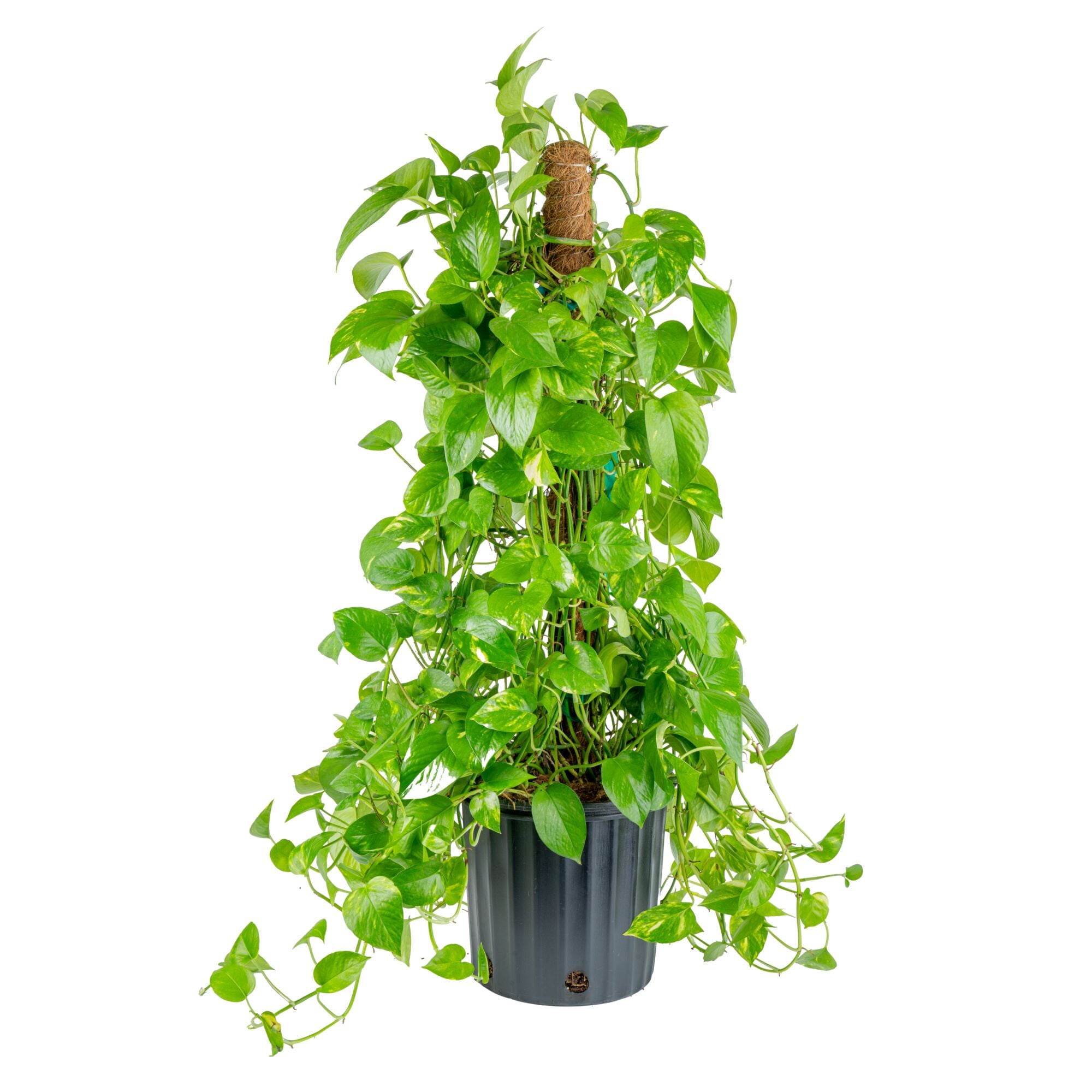 Customer reviews for Costa Farms 18-22" Tall Totem Golden Pothos ...