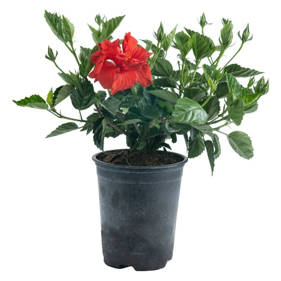 Island Blooms by Costa Farms 18" Tall Hibiscus, Direct Sunlight, Live ...