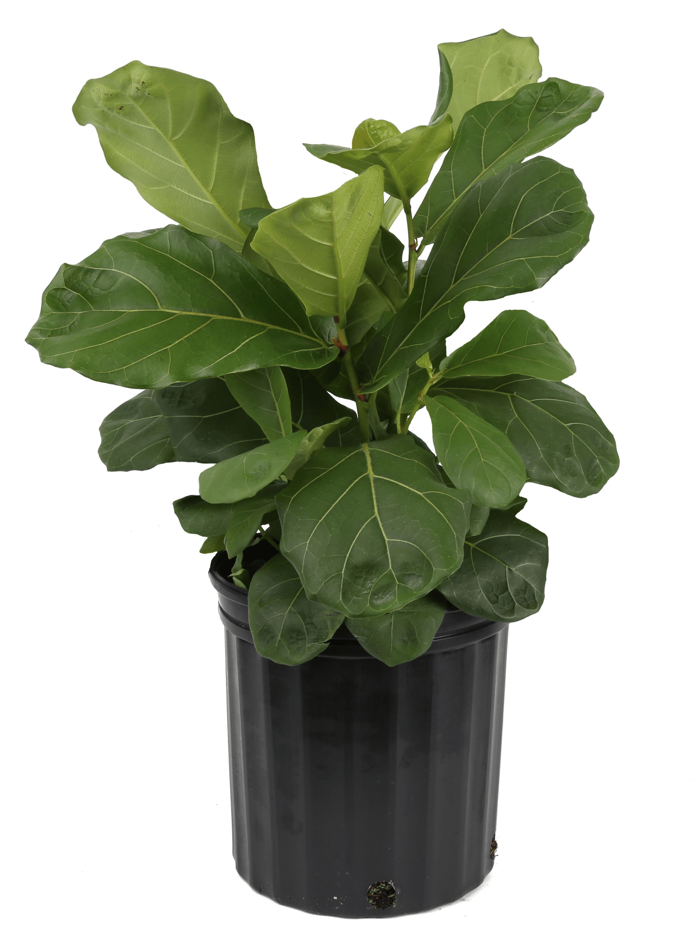 Costa Farms 20-26" Tall Fiddle Leaf Fig, Bright Indirect Sunlight ...