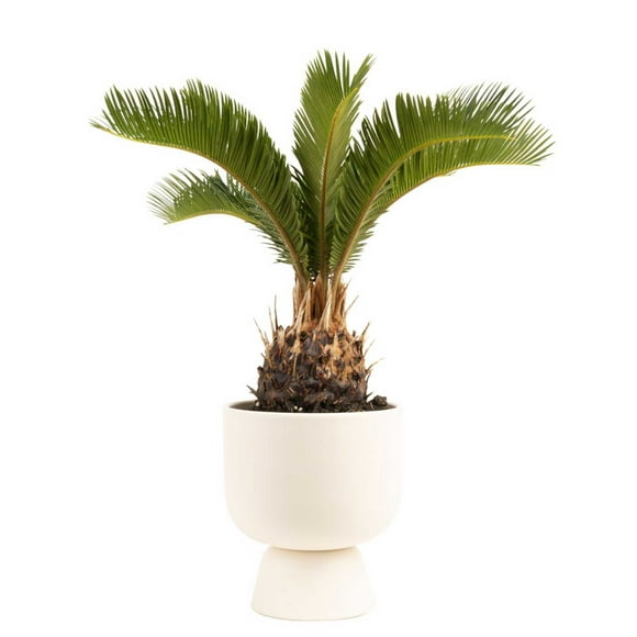 Sago Palm Cycad
