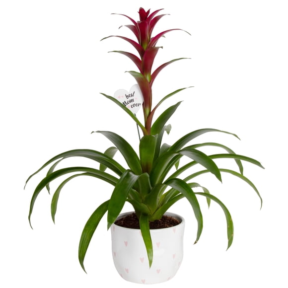 Celebrating Hispanic Communities – Patio & Garden - Walmart.com