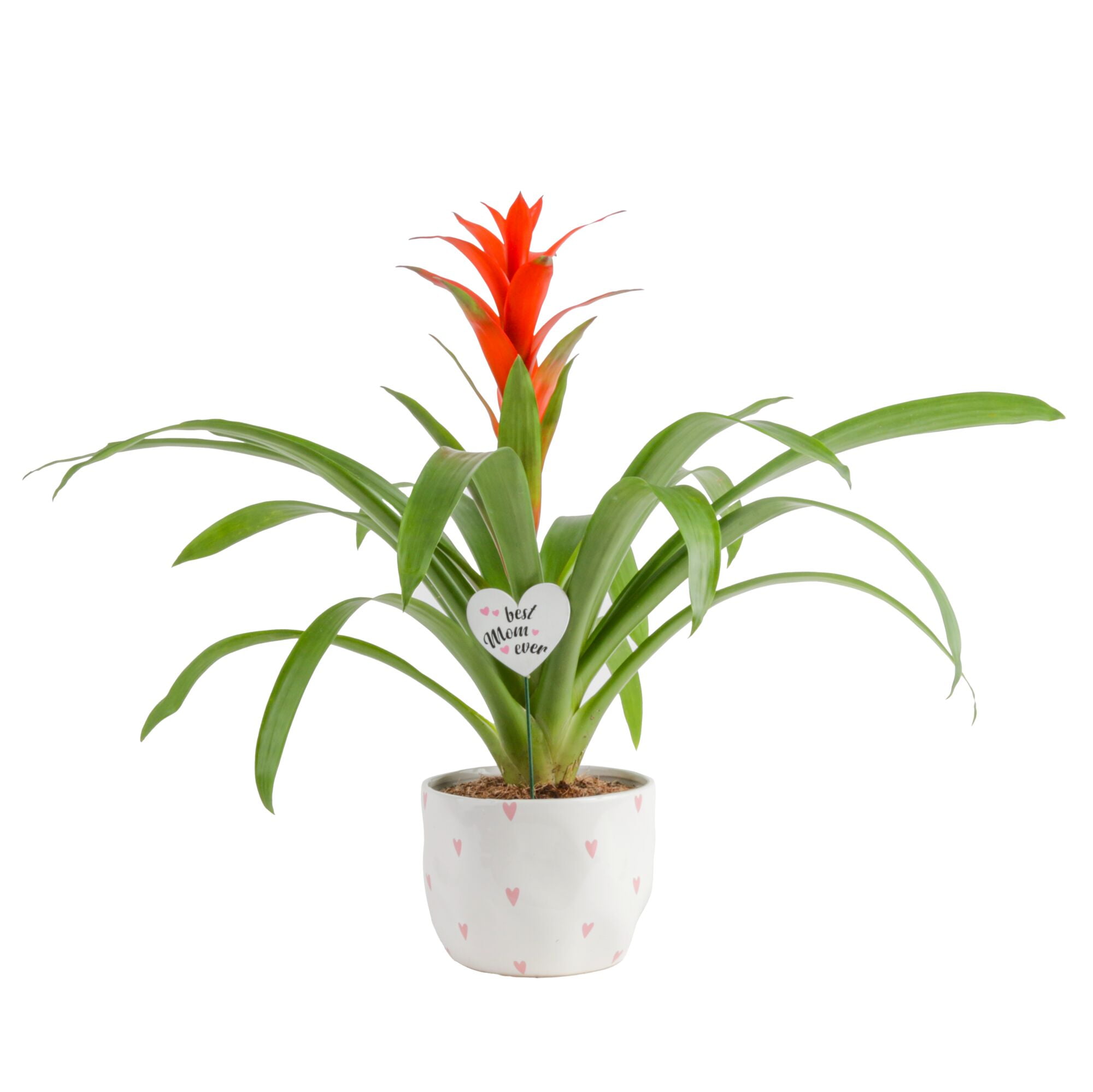 Costa Farms 20" Tall Bromeliad Grower's Choice, Bright Indirect ...