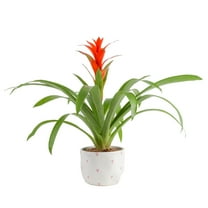 American Plant Exchange Tropical Flowering Bromeliad, Assorted Colors ...