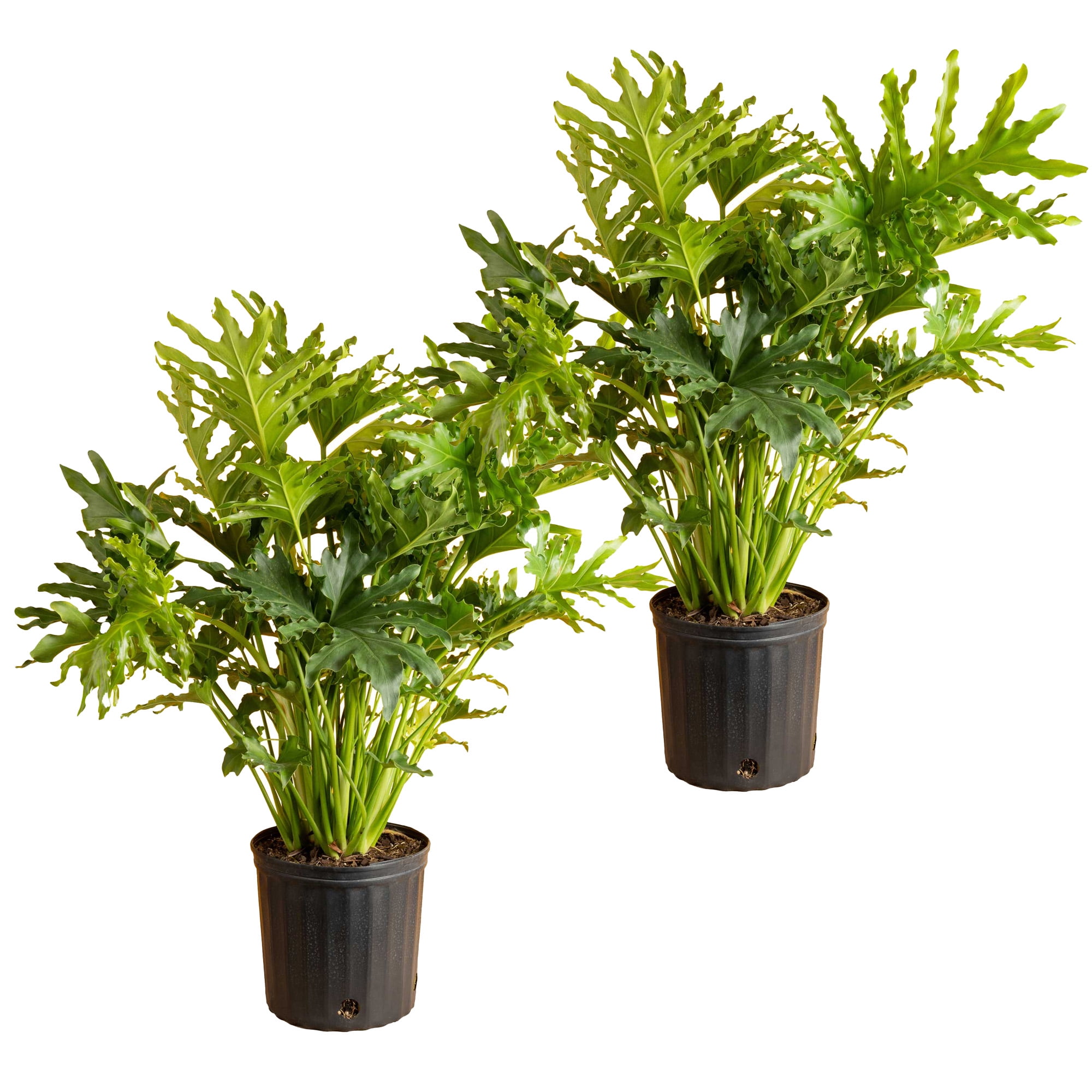 Costa Farms 24" Selloum Philodendron Live House Plants in 10" Grower ...