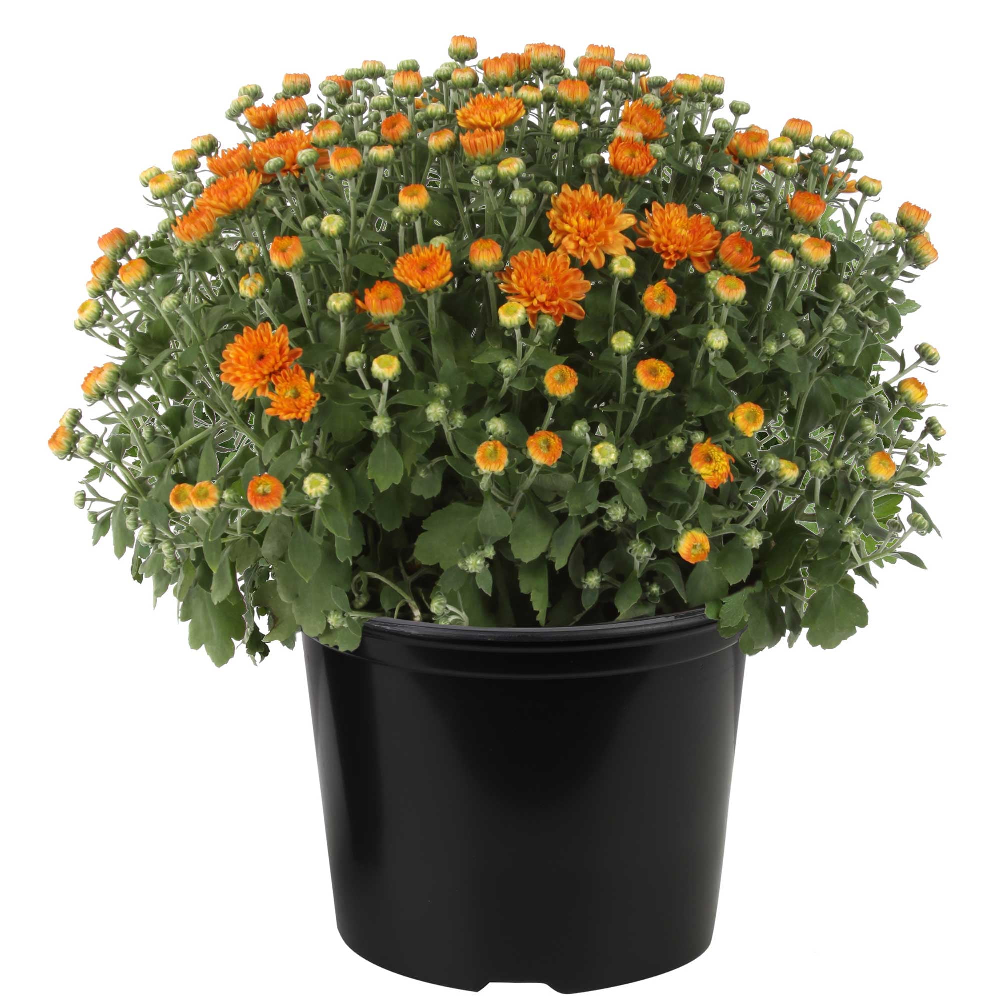 Costa Farms 3-Qt Orange Mums Chrysanthemum, Full Sun, Outdoor Live ...