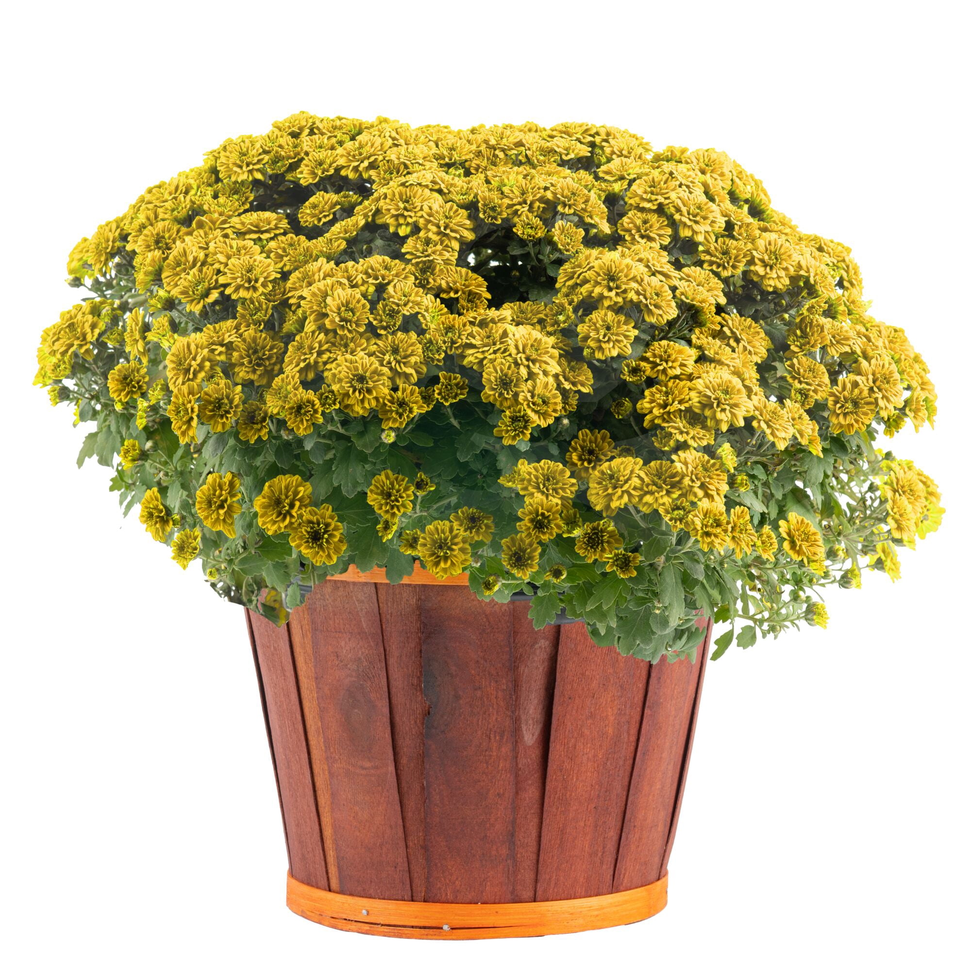 Costa Farms 3-Qt Yellow Mums Chrysanthemum, Full Sun, Outdoor Live ...