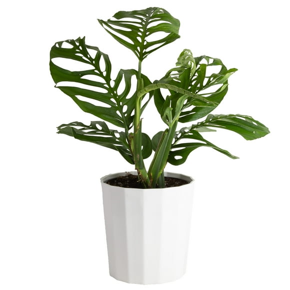 Monstera Plants in Indoor Plants - Walmart.com