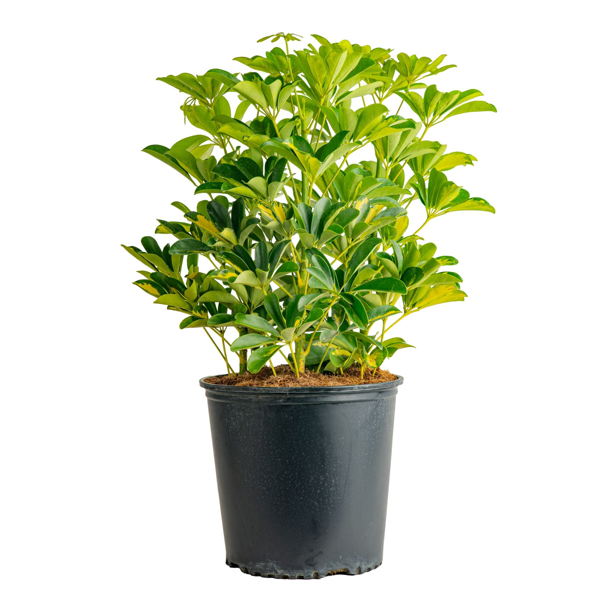 Costa Farms 30" Schefflera CapellanLive House Plants in 10" Grow Pot ...