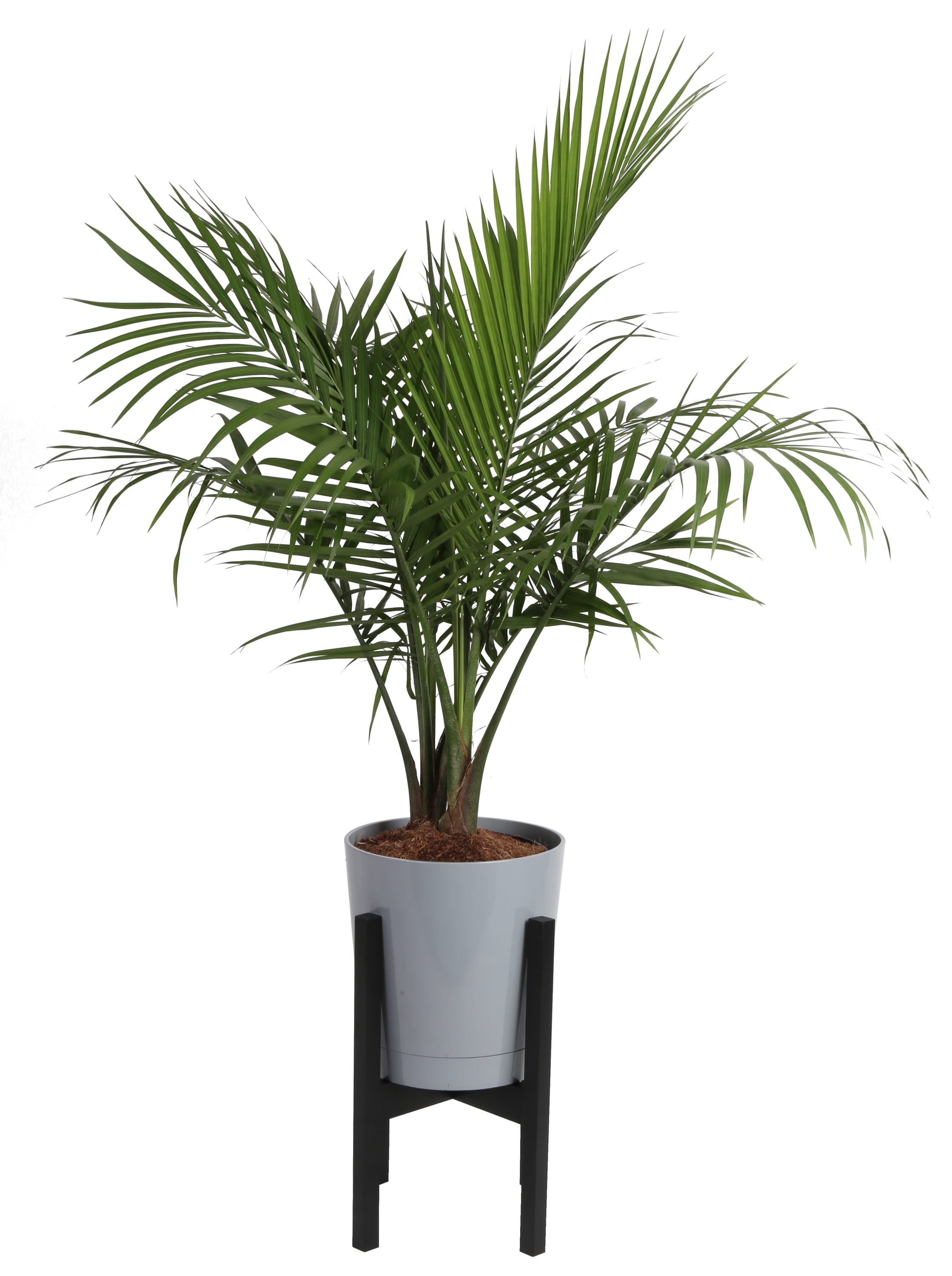 Costa Farms 32-36" Tall Majesty Palm, Bright Indirect Sunlight, Indoor ...