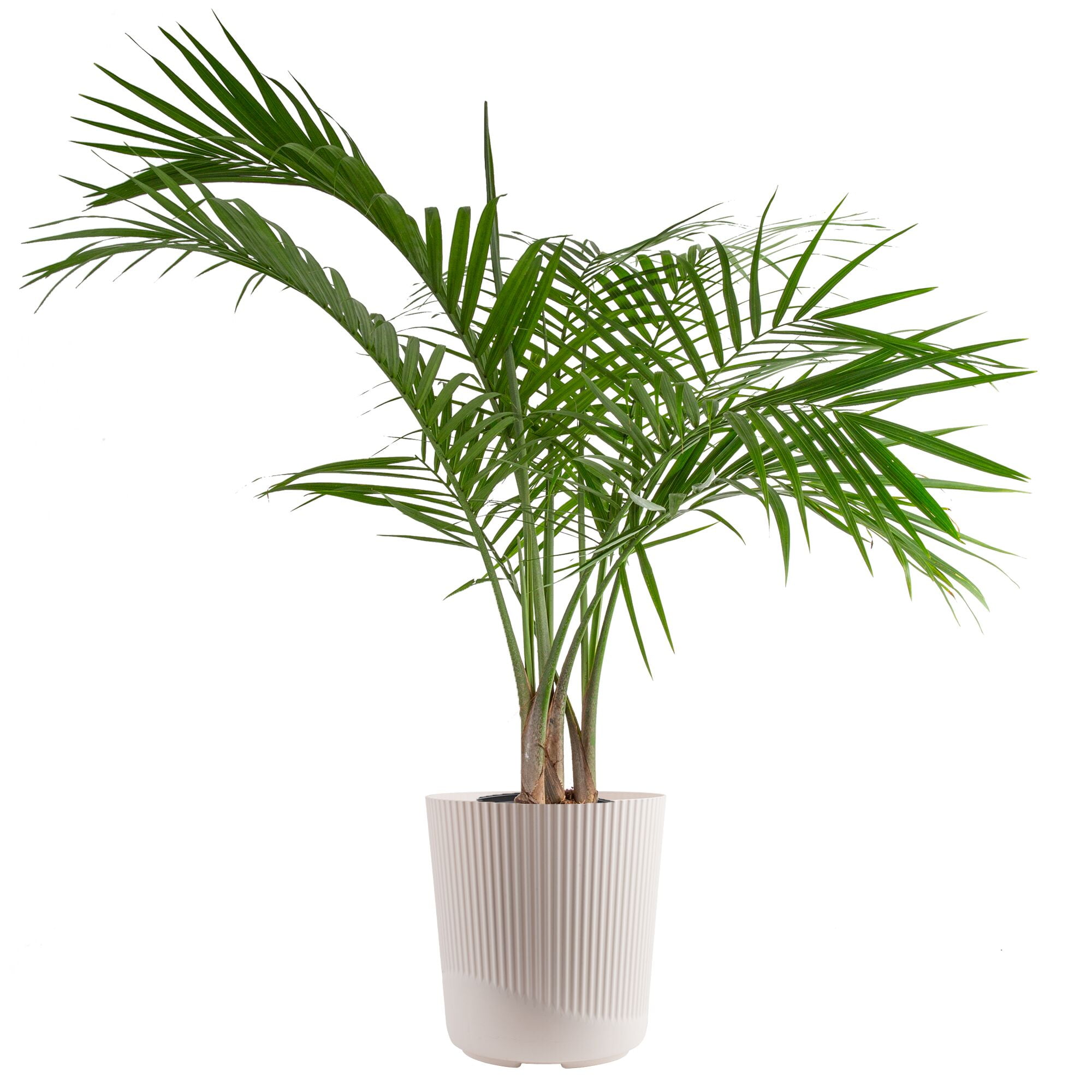 Costa Farms 32-36" Tall Majesty Palm, Bright Indirect Sunlight, Indoor ...