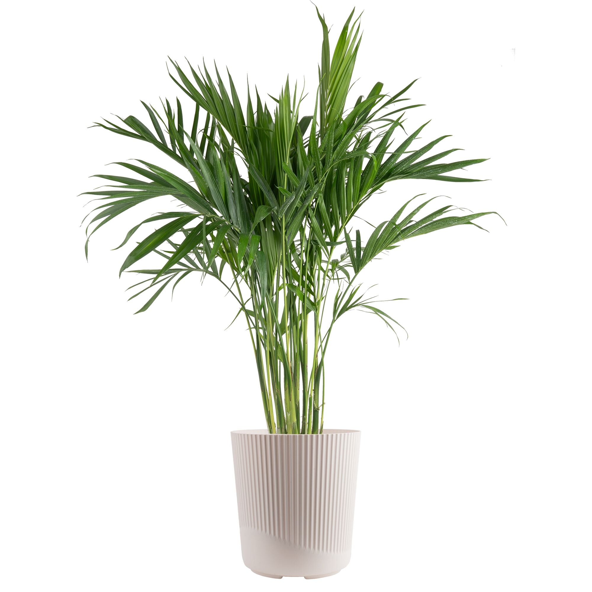 Costa Farms 36-48" Tall Cat Palm, Bright Indirect Sunlight, Indoor Live ...