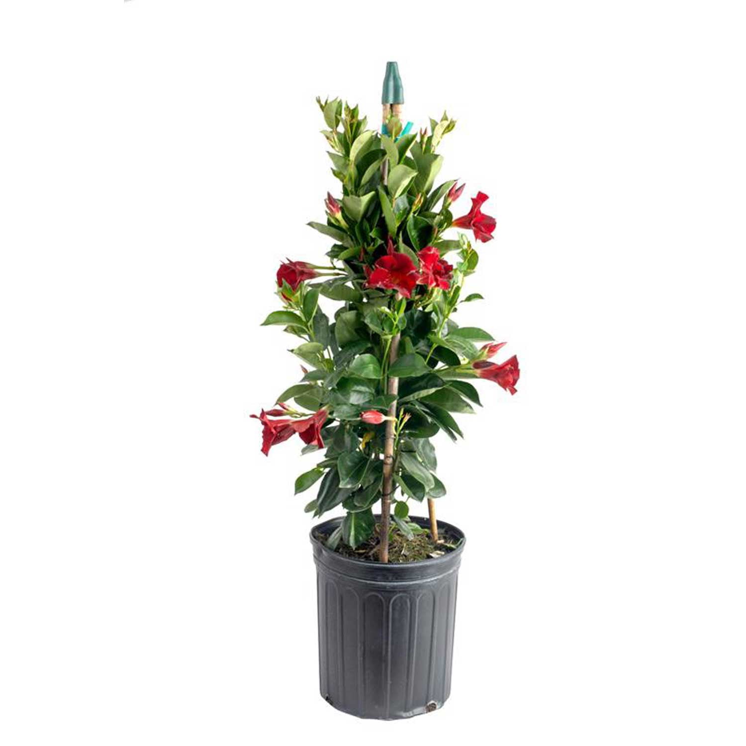 Island Blooms by Costa Farms 36" Tall Mandevilla , Direct Sunlight ...