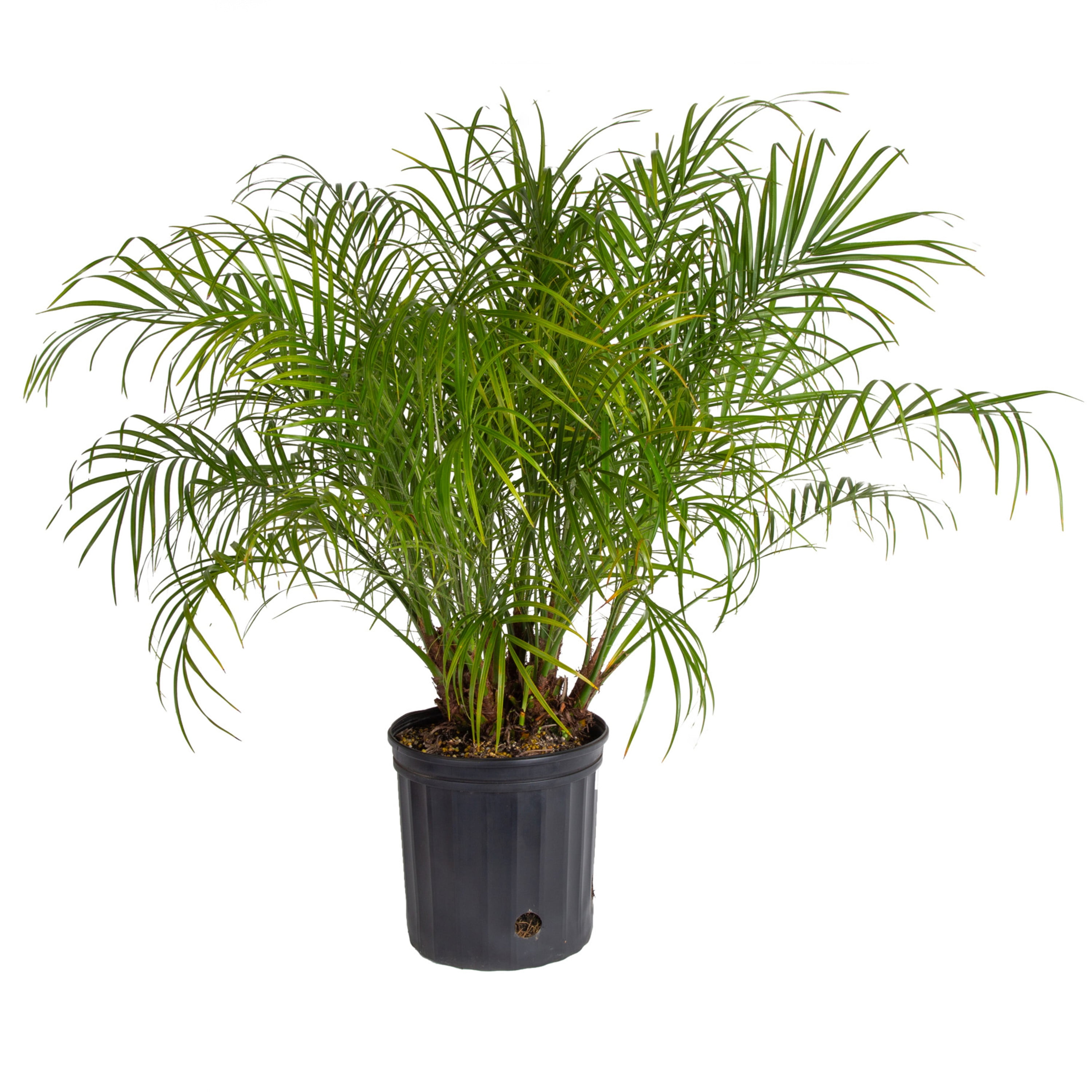 Costa Farms 36" Phoenix Roebelenii Live House Plants in 10" Grower Pot ...