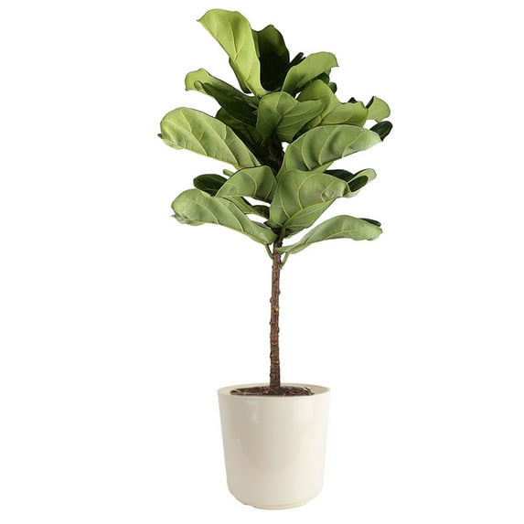 Costa Farms 40-48" Tall Fiddle Leaf Fig, Bright Indirect Sunlight ...