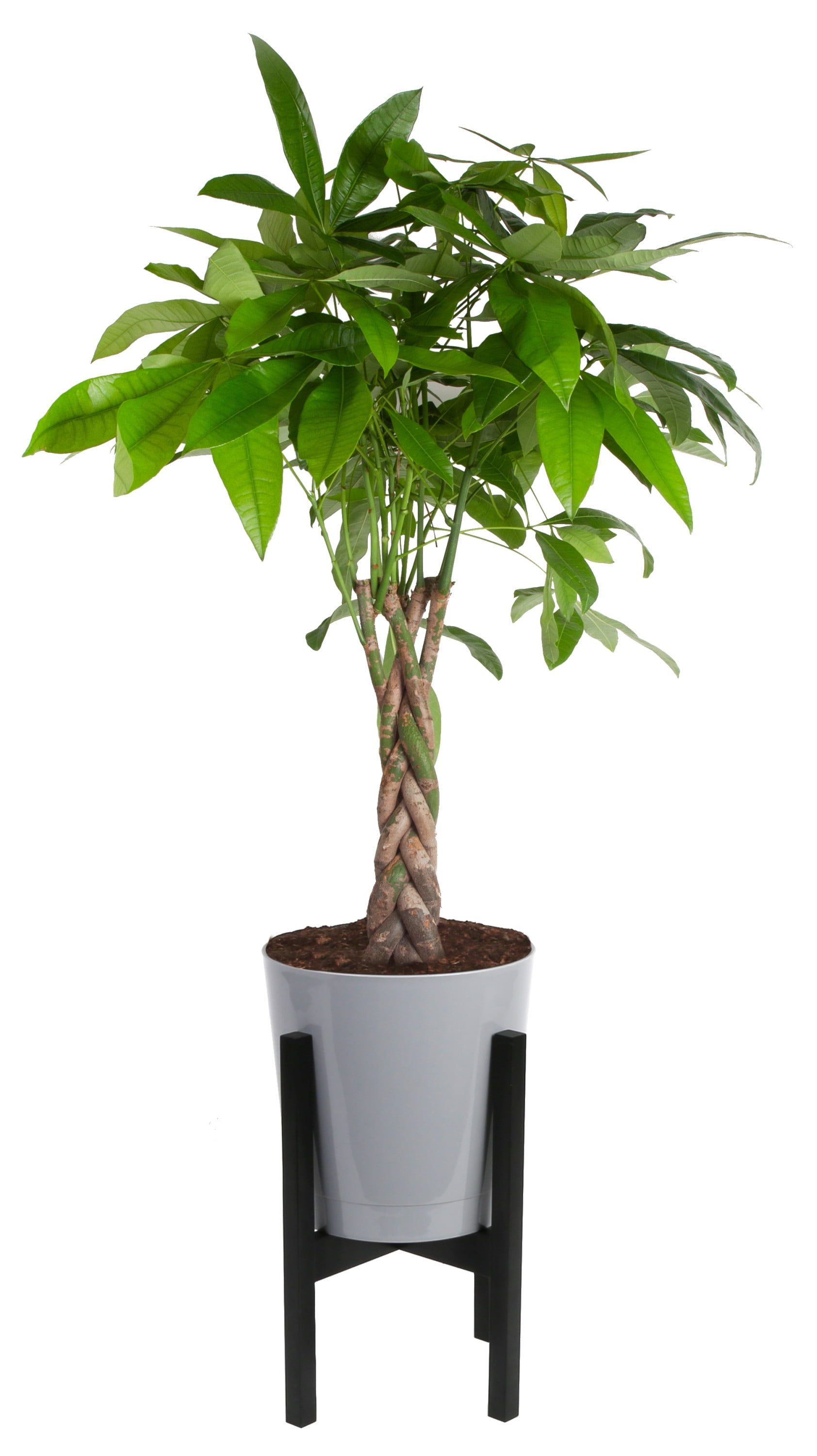 Costa Farms 42" Tall Pachira Braided Money Tree, Medium Indirect ...