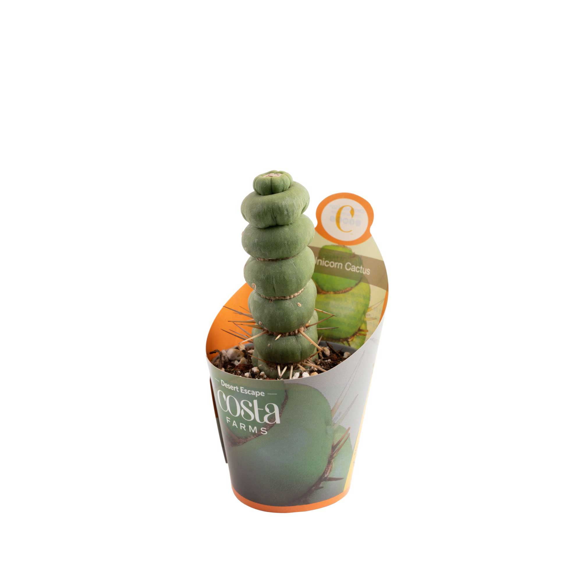 Costa Farms 5" Spiral Unicorn Cactus Live House Plants in 2" Grower Pot ...