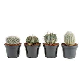 Lemon Barrel Cactus, 4 inch, Echinopsis Calochlora - Walmart.com