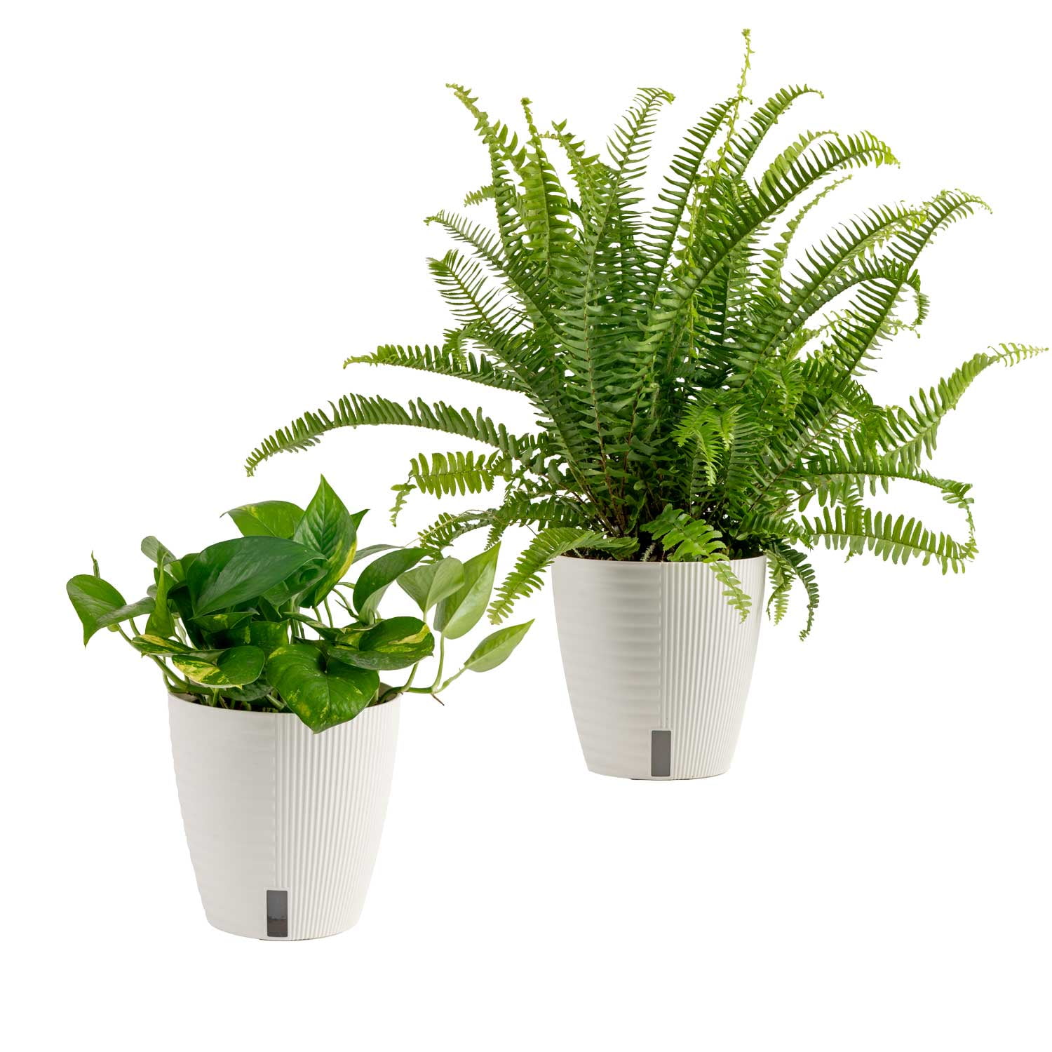 Costa Farms 8" Pothos and 14" Fern, Medium Indirect Sunlight, Indoor Live House Plants - Walmart.com