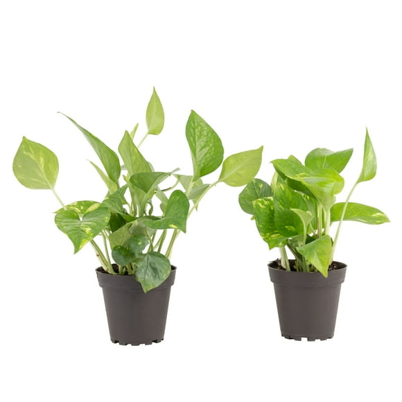 Snow White Pothos