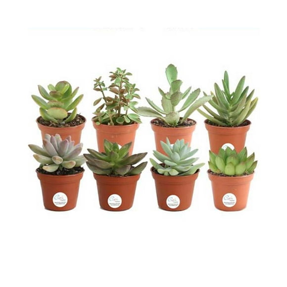 Costa Farms in Indoor Plants - Walmart.com