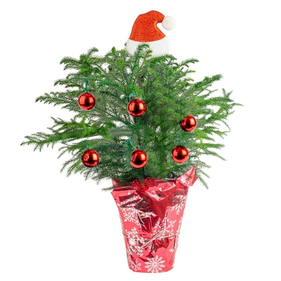 Fresh Christmas Trees & Shrubs in Fresh Christmas Greenery - Walmart.com