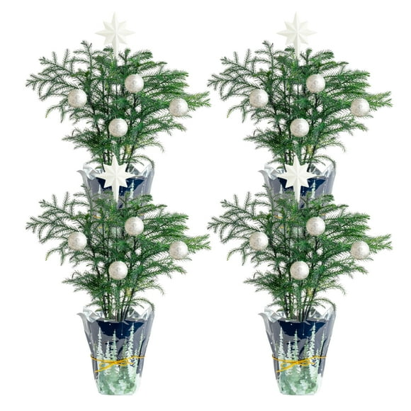 Small Live Christmas Tree