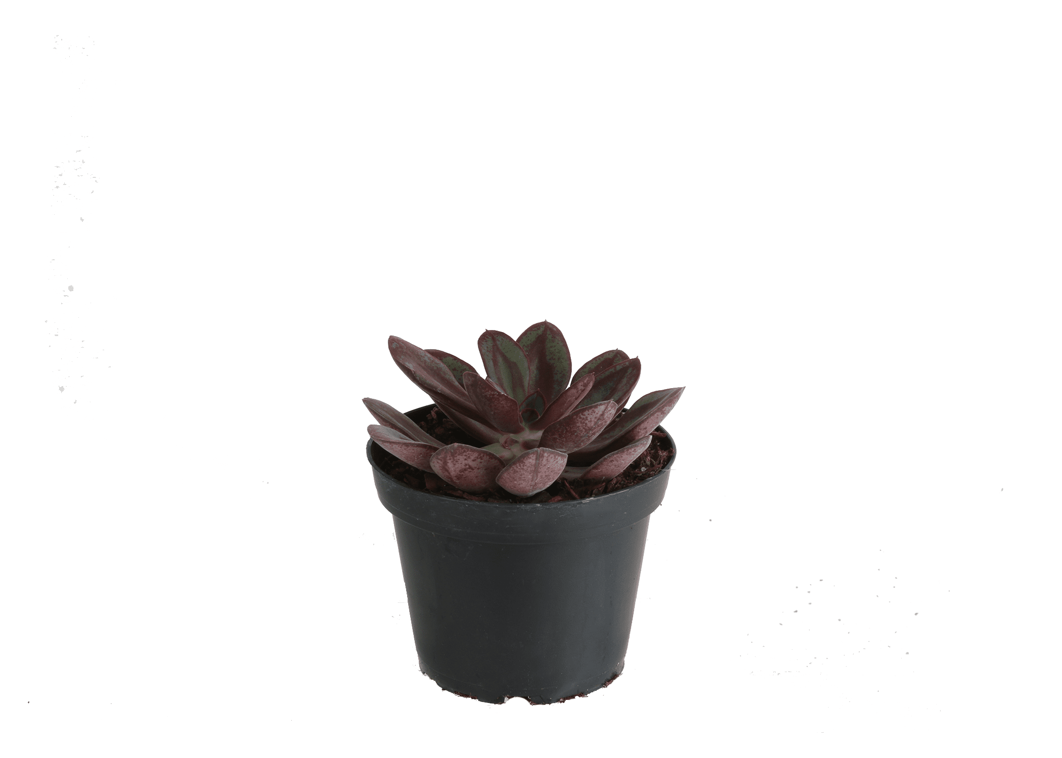 Costa Farms Desert Escape Live Indoor Green Succulent Plant in 1qt. Pot ...