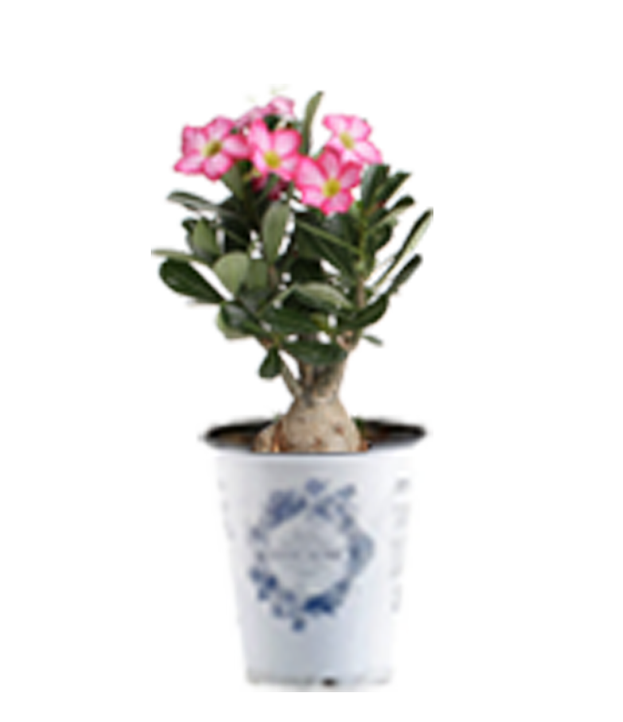Costa Farms Desert Escape Live Indoor Multicolor Desert Rose Plant in 2 ...