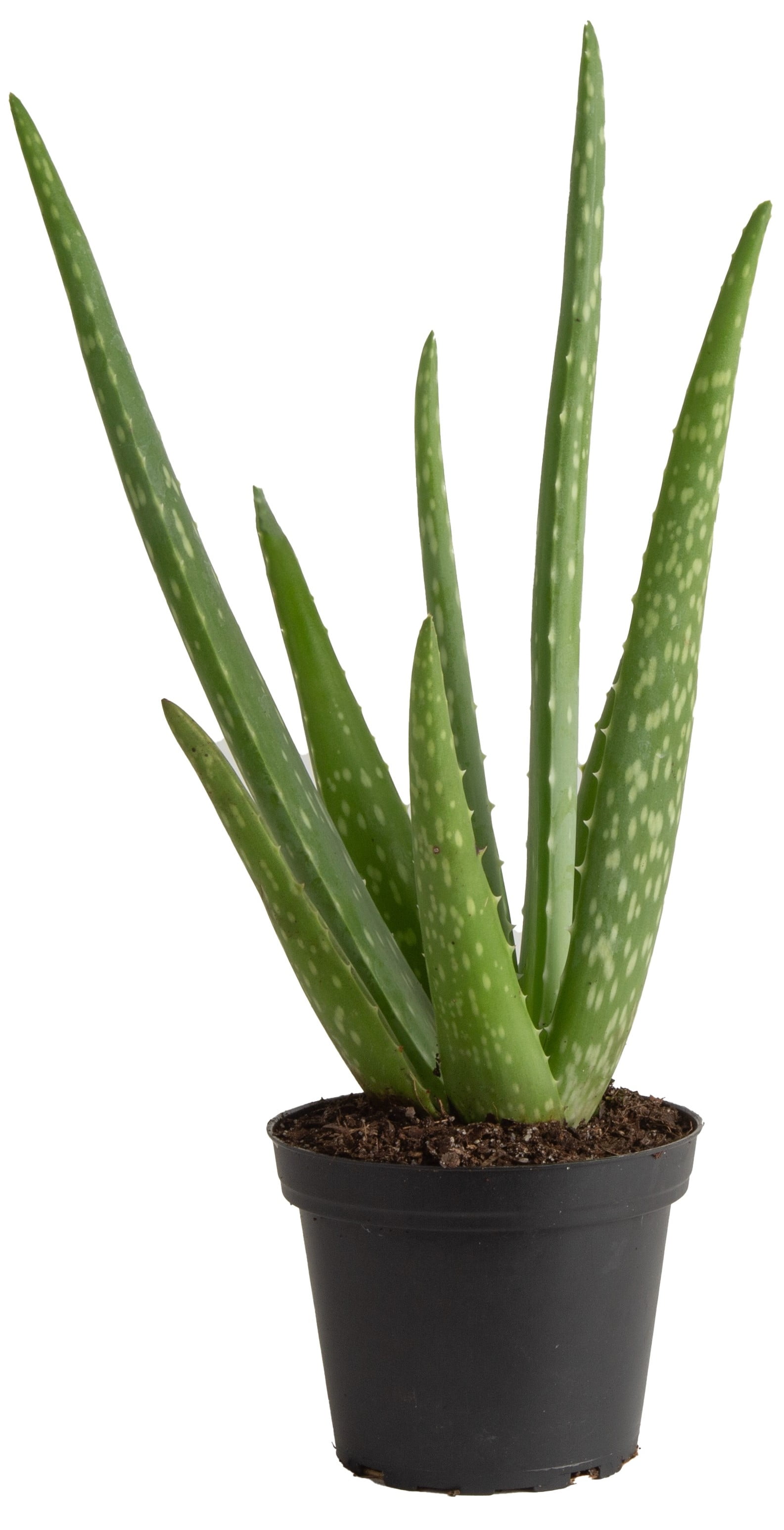 Costa Farms Desert Escape Live Indoor Plant Aloe Vera Plant in 4in Pot ...