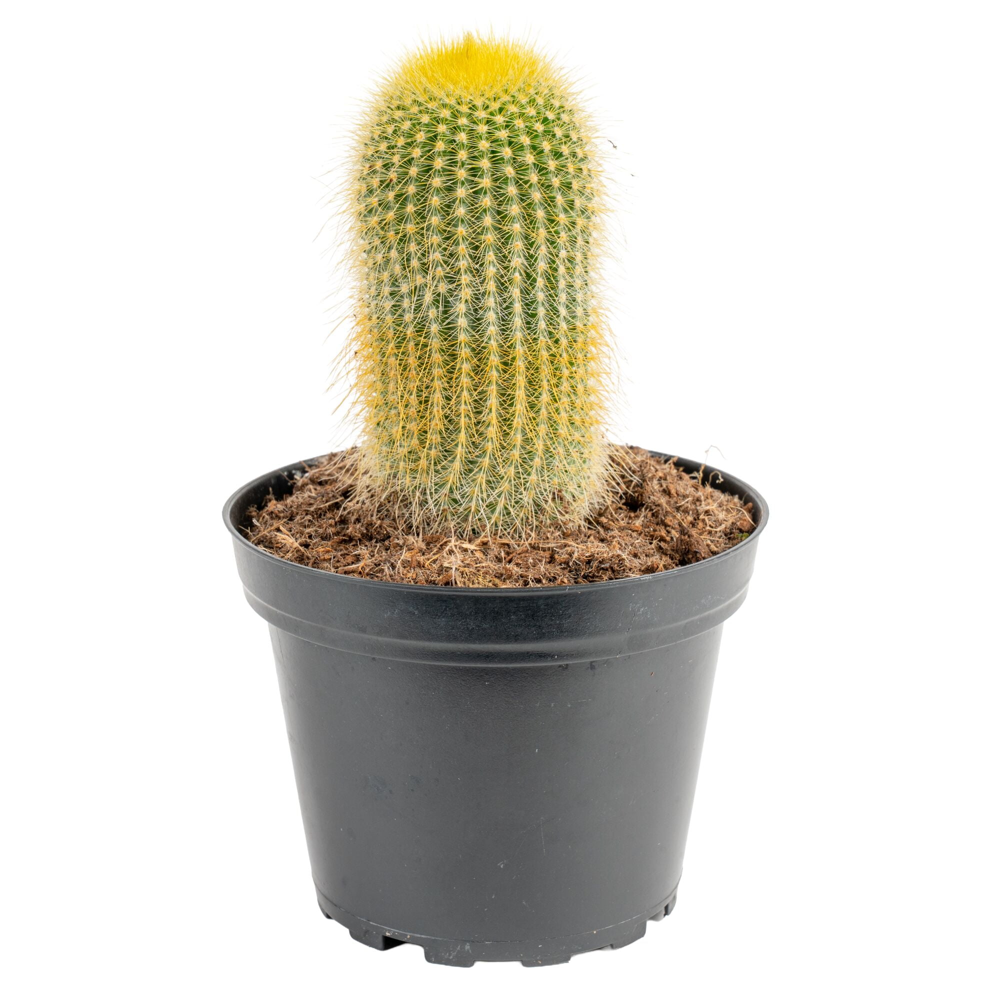 Desert Escape by Costa Farms 4" Assorted Cactus & Succulent House Plant ...
