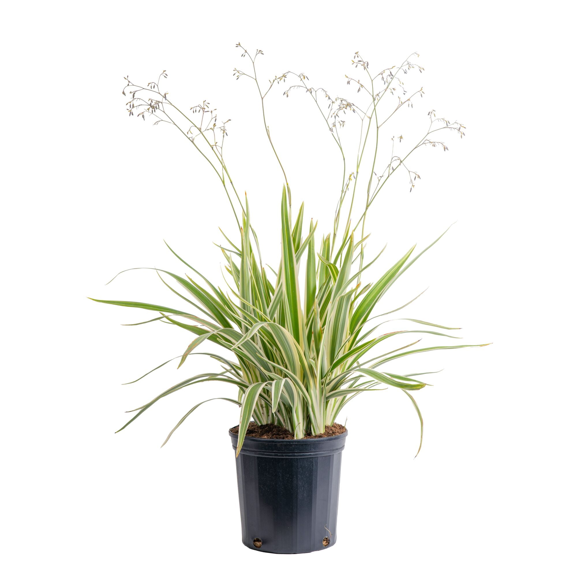 Island Blooms by Costa Farms 26" Tall Dianella, Direct Sunlight, Live ...