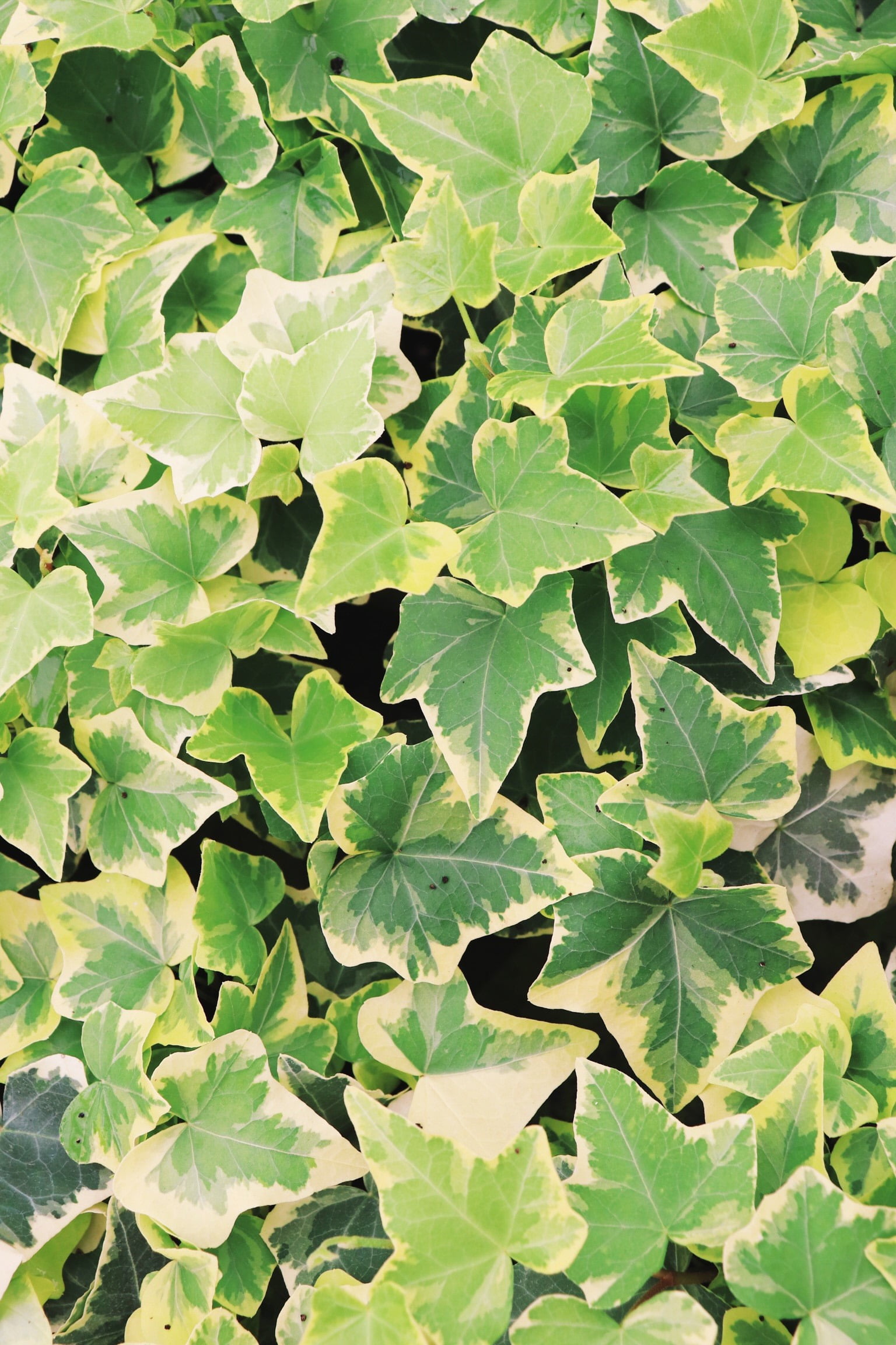 Costa Farms Exotic Angel Plant Live Indoor Multicolor Exotic Angel ...