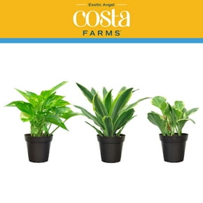 Costa Farms